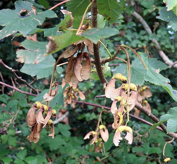 Mellow Fruitfulness and Merry Birds – Thorne Moore