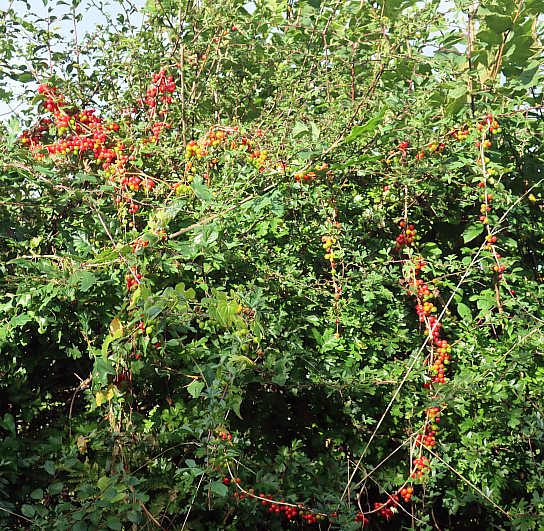 Mellow Fruitfulness and Merry Birds – Thorne Moore